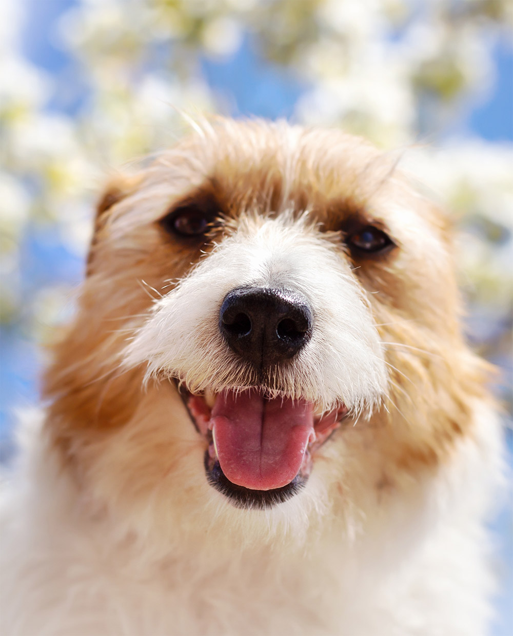 About – The Divine Dog